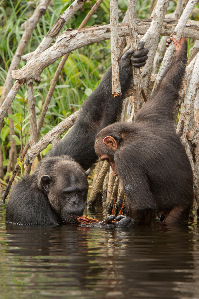 These 20 Smartest Animals In The World Will Blow Your Mind - Parents Arena